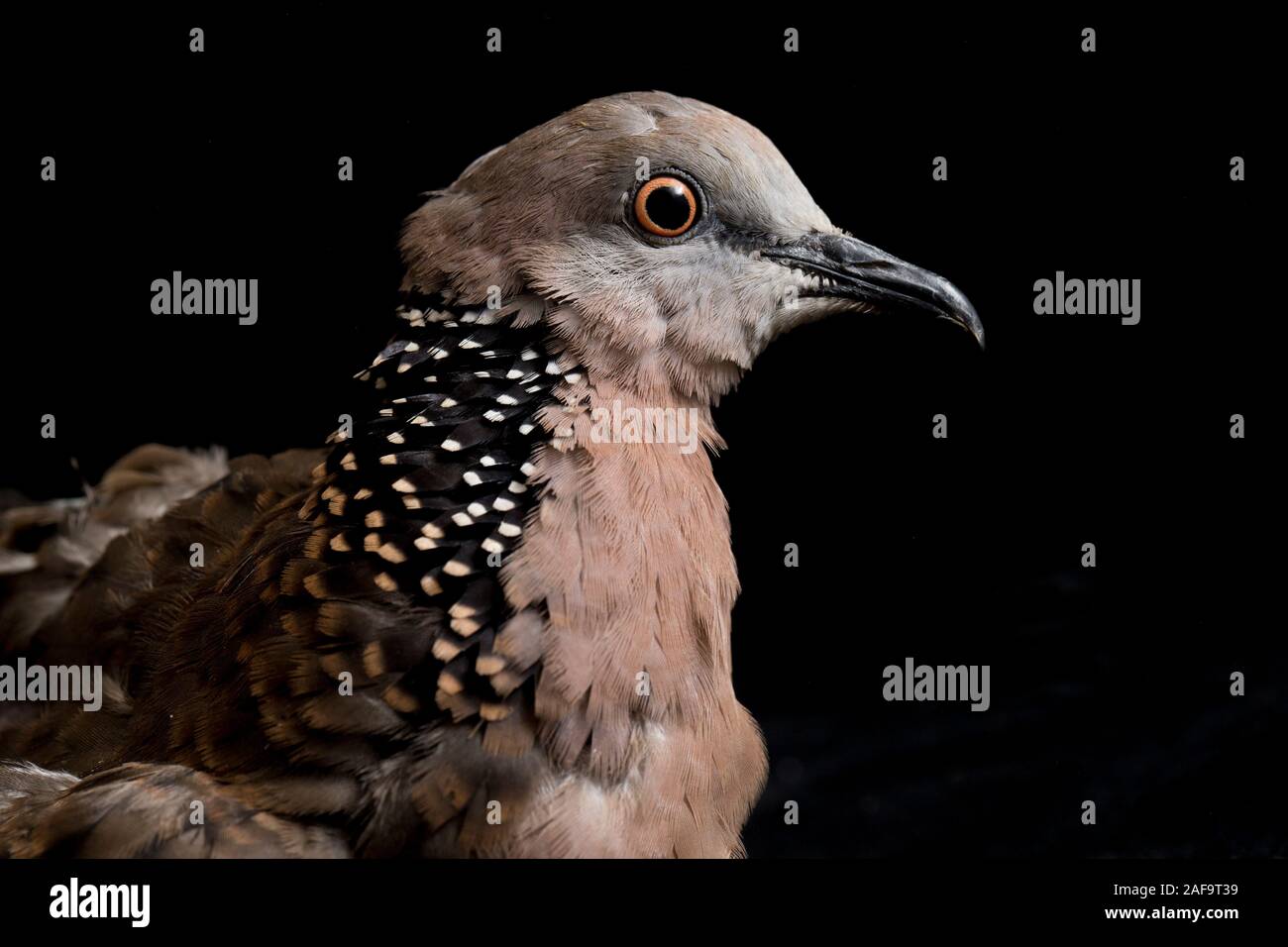 The spotted dove (Spilopelia chinensis) is a small and somewhat long ...