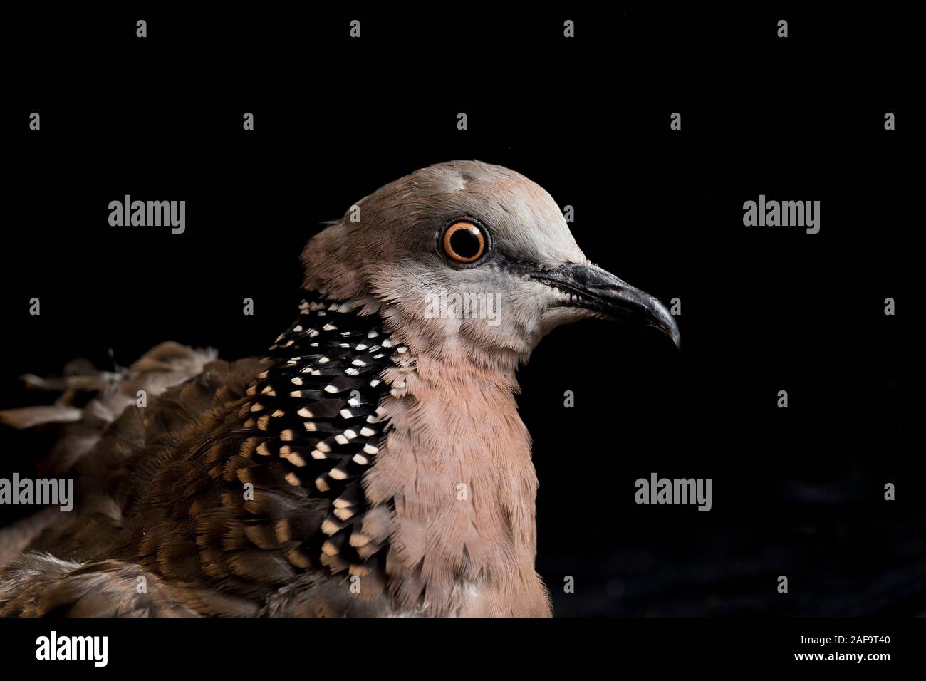 The spotted dove (Spilopelia chinensis) is a small and somewhat long ...