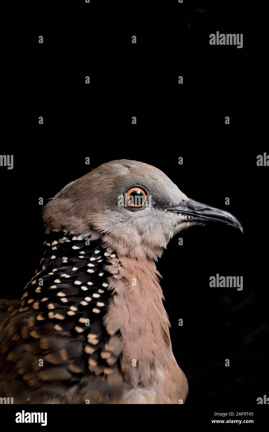 The spotted dove (Spilopelia chinensis) is a small and somewhat long ...