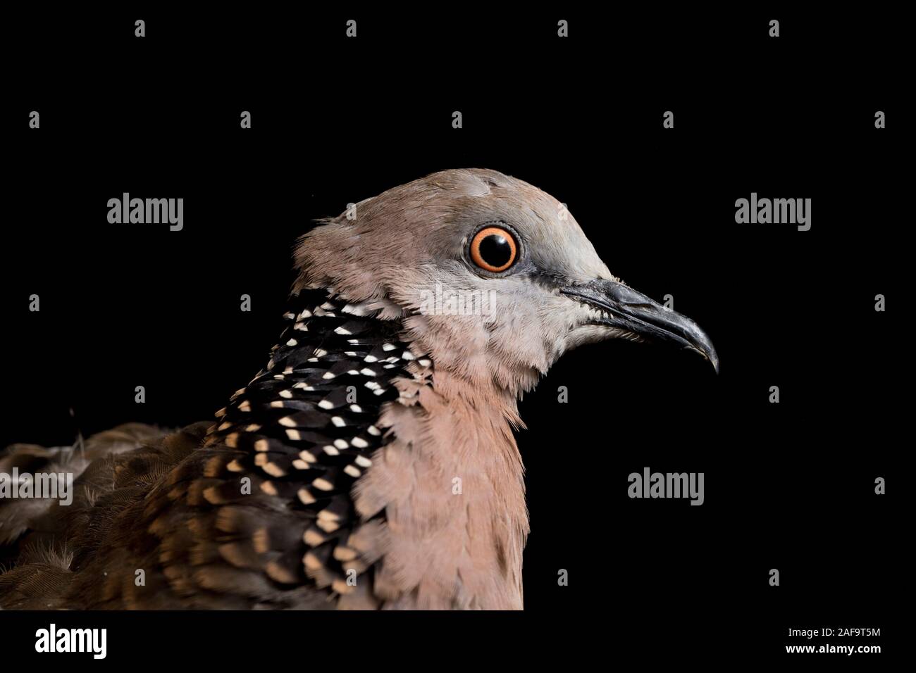 The spotted dove (Spilopelia chinensis) is a small and somewhat long ...