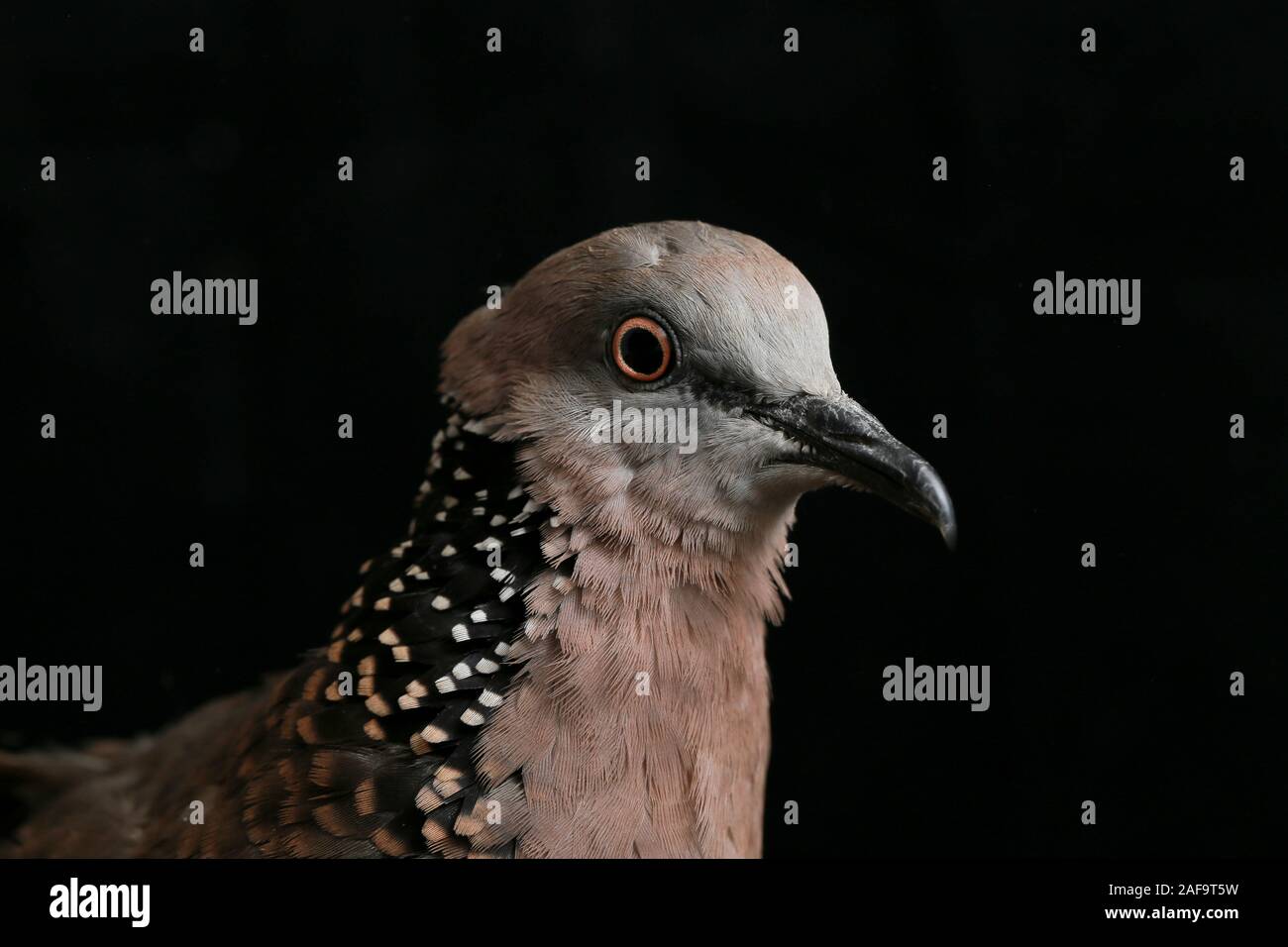 The spotted dove (Spilopelia chinensis) is a small and somewhat long ...