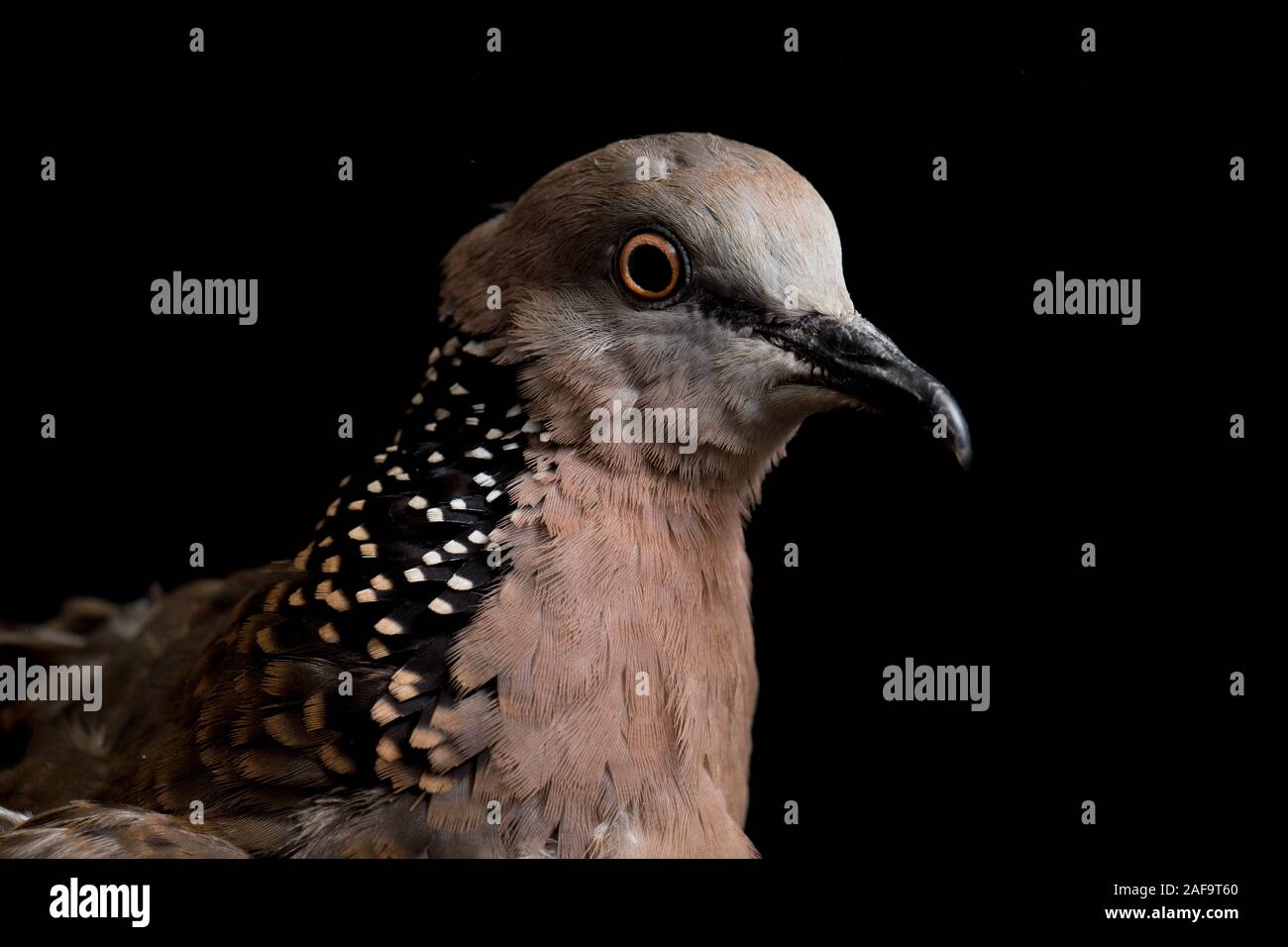 The spotted dove (Spilopelia chinensis) is a small and somewhat long ...