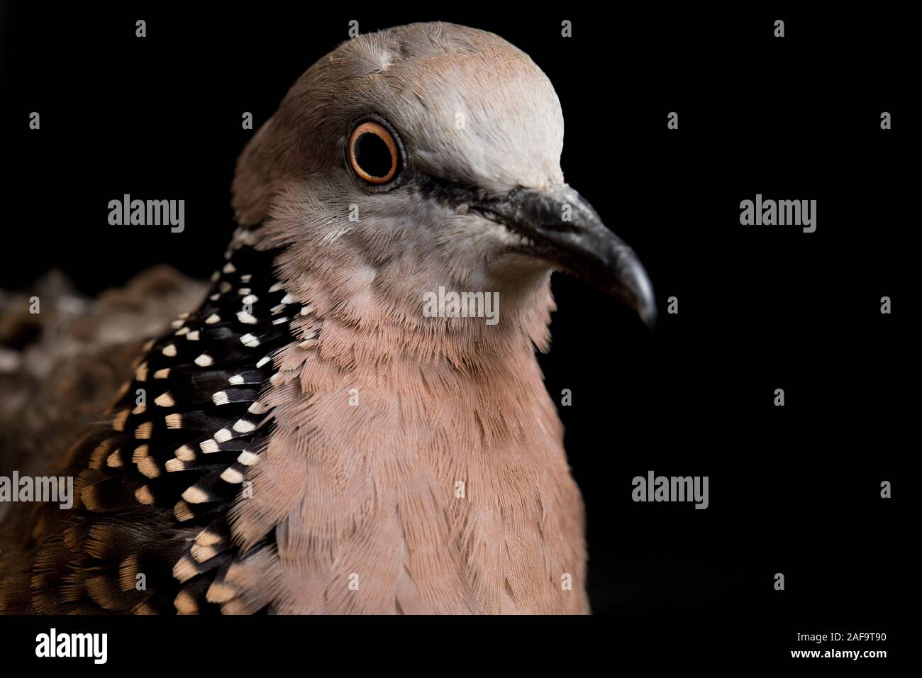 The spotted dove (Spilopelia chinensis) is a small and somewhat long ...