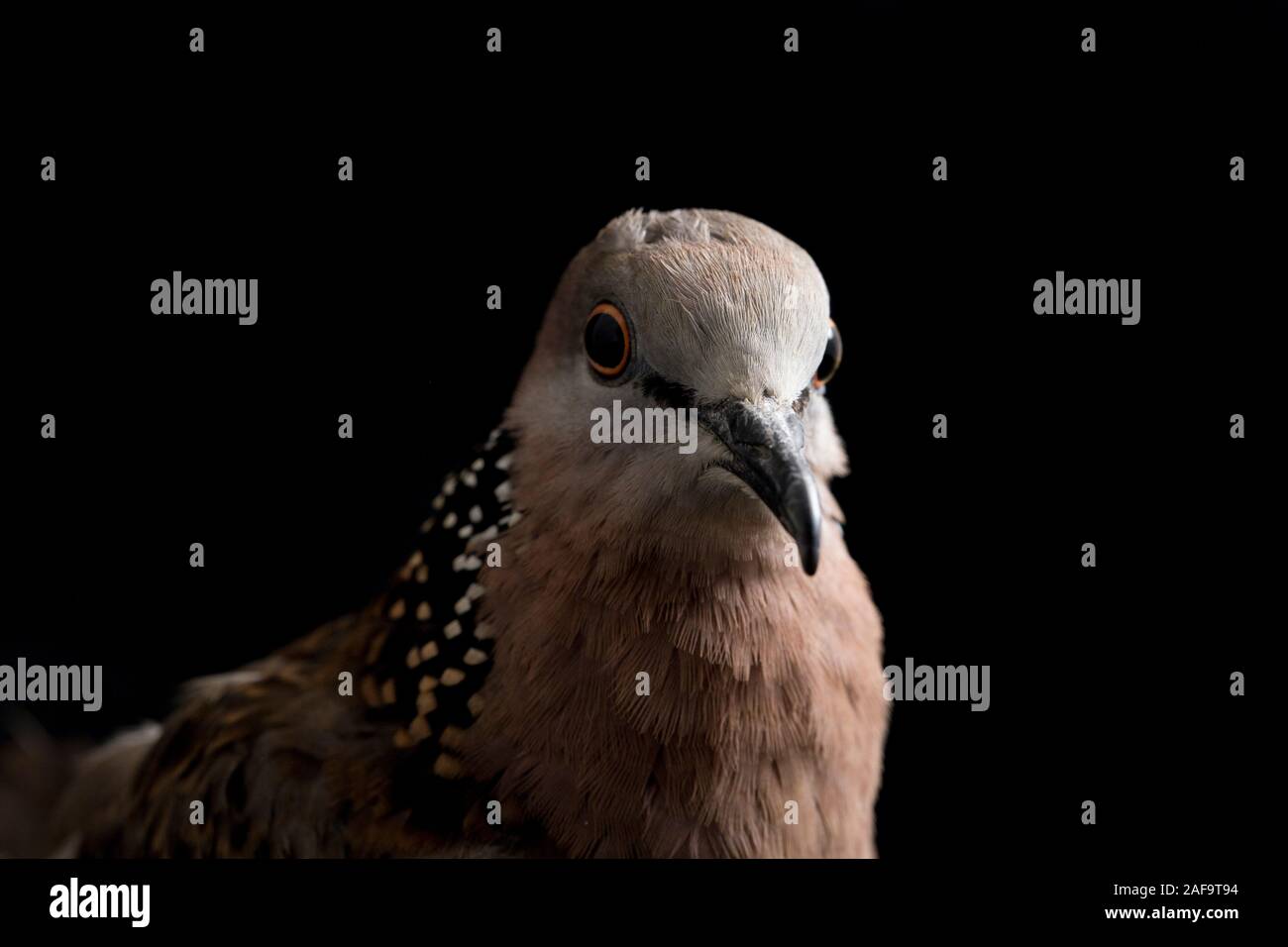 The spotted dove (Spilopelia chinensis) is a small and somewhat long ...