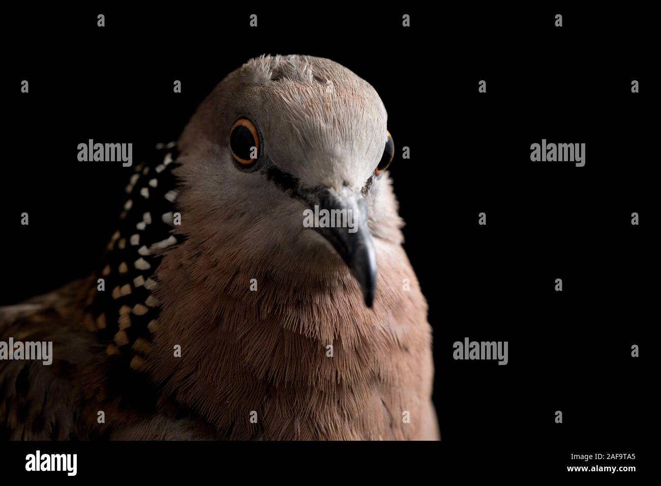 The spotted dove (Spilopelia chinensis) is a small and somewhat long ...