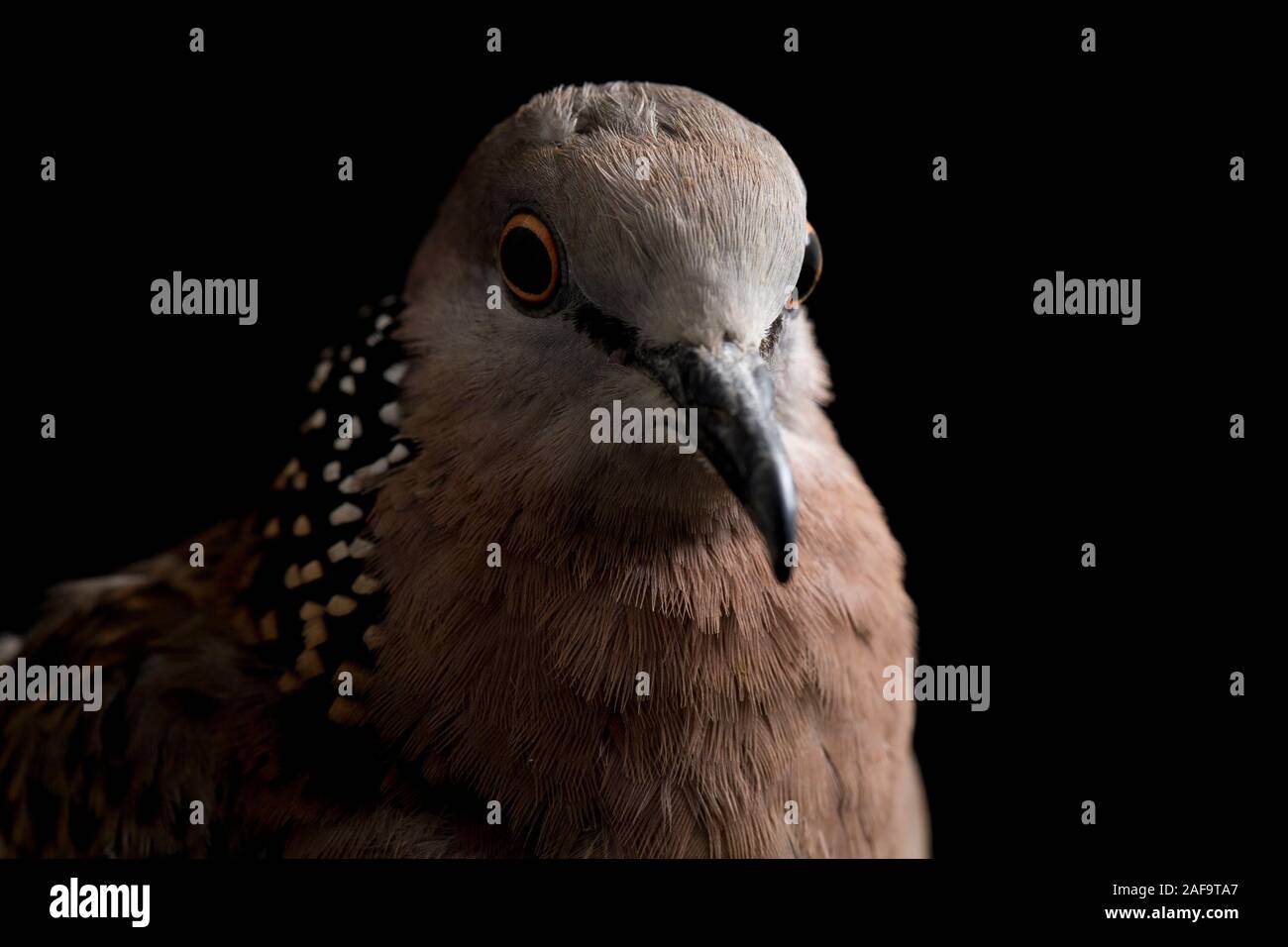 The spotted dove (Spilopelia chinensis) is a small and somewhat long ...