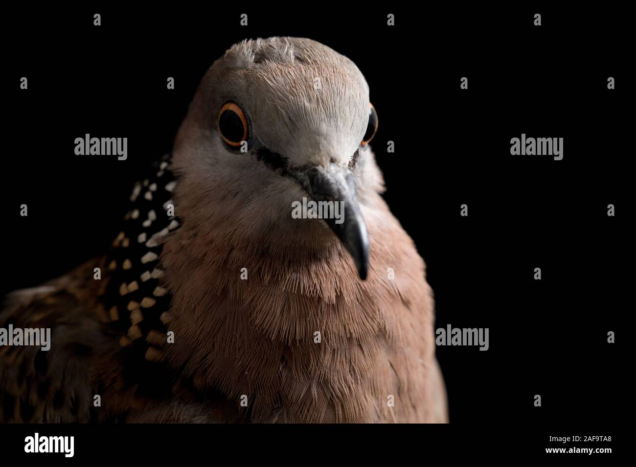 The spotted dove (Spilopelia chinensis) is a small and somewhat long ...