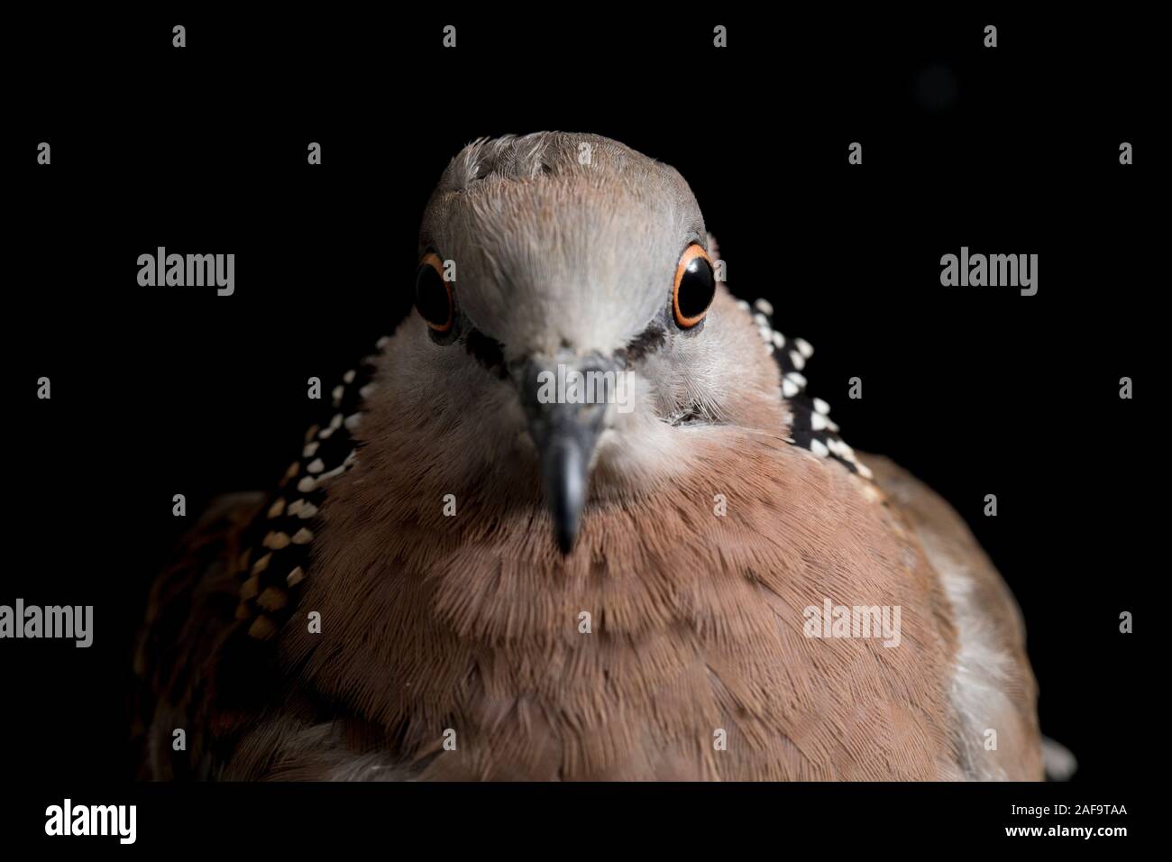The spotted dove (Spilopelia chinensis) is a small and somewhat long ...