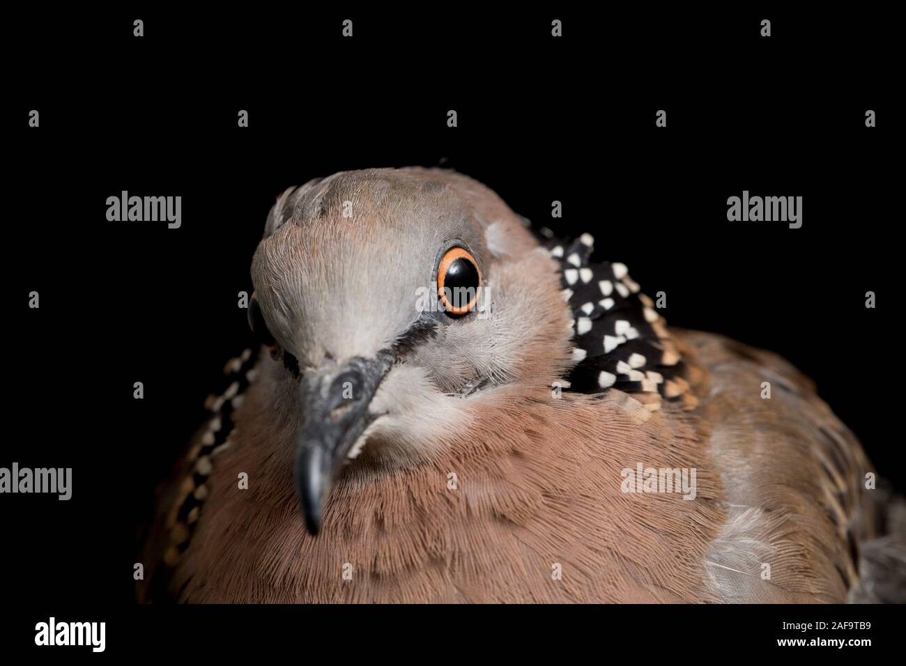 The spotted dove (Spilopelia chinensis) is a small and somewhat long ...