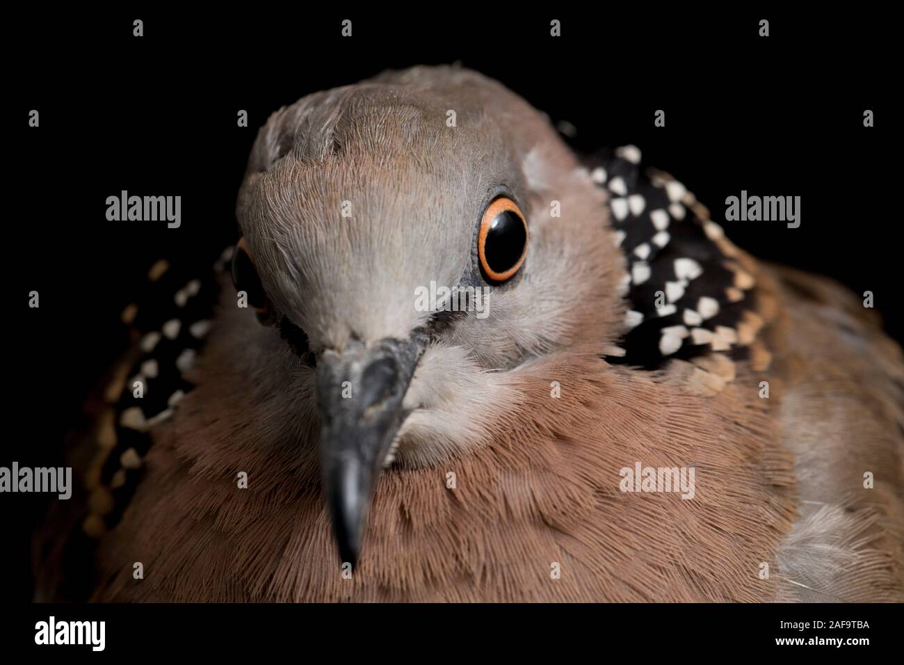The spotted dove (Spilopelia chinensis) is a small and somewhat long ...