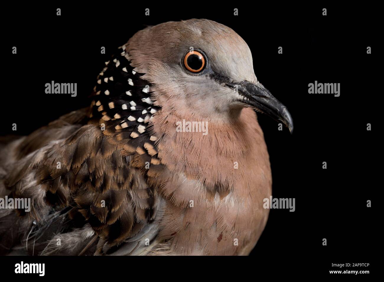 The spotted dove (Spilopelia chinensis) is a small and somewhat long ...