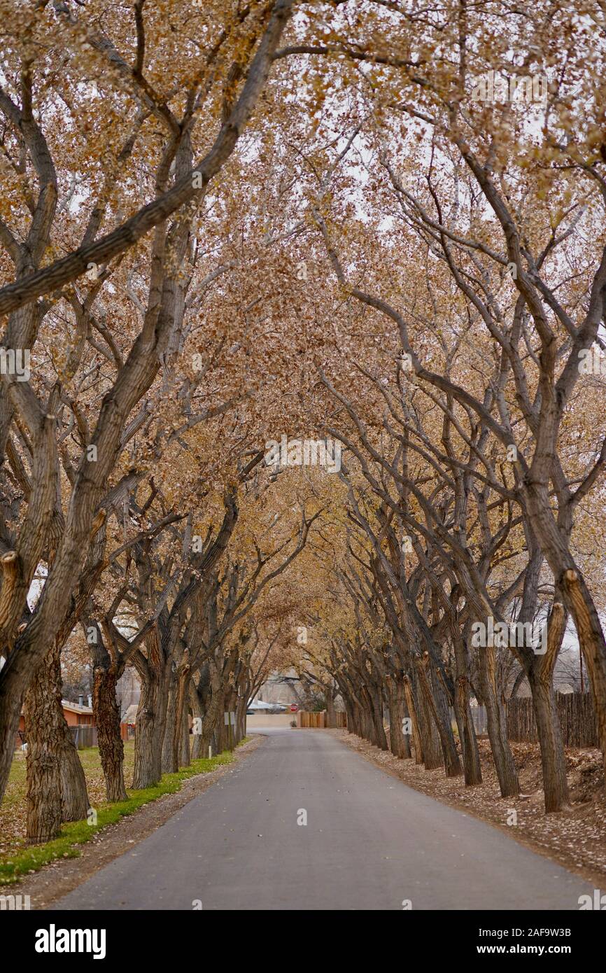 Street covered with trees hi-res stock photography and images - Alamy
