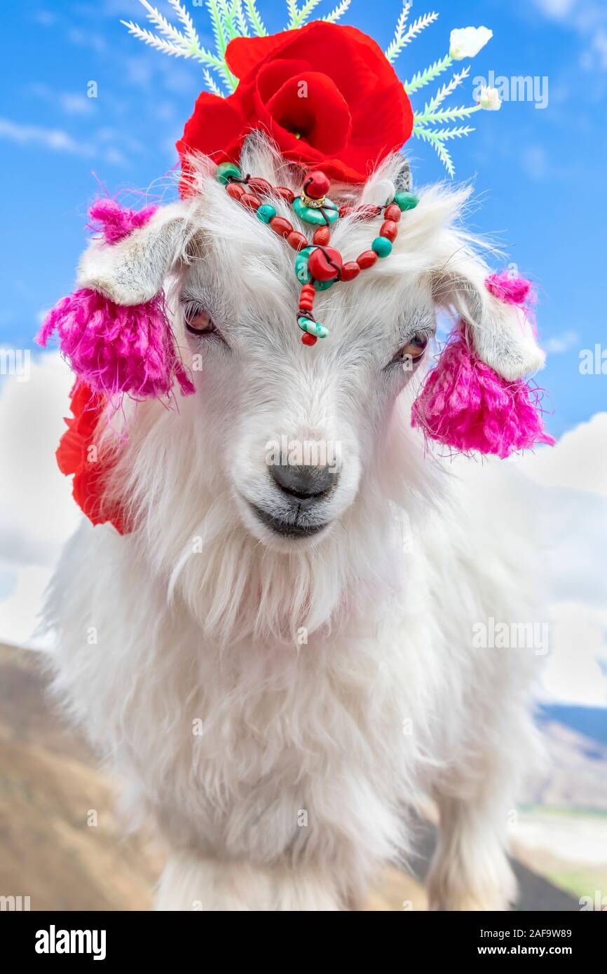 Tibetan goat hi-res stock photography and images - Alamy