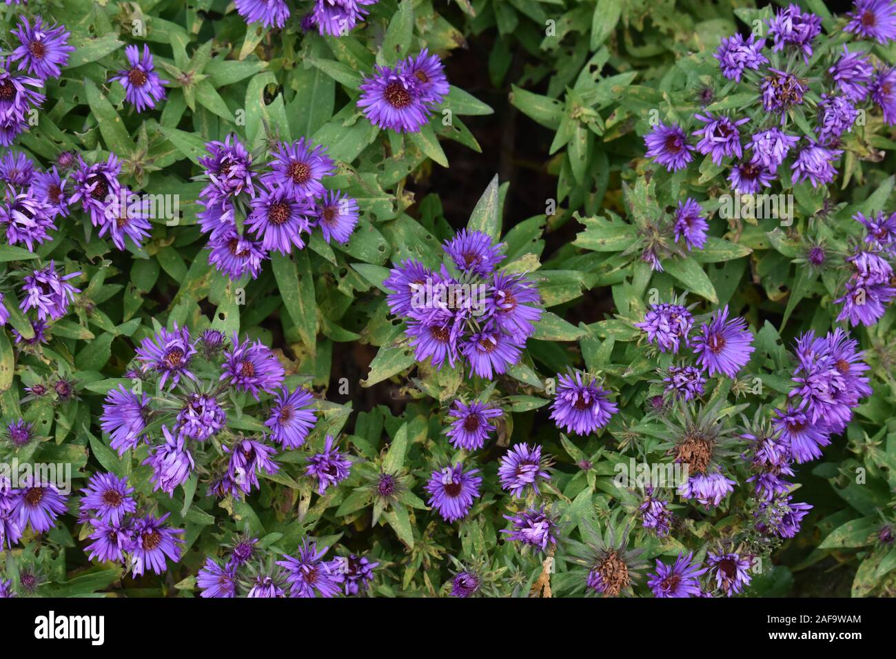 Purple bliss hi-res stock photography and images - Alamy