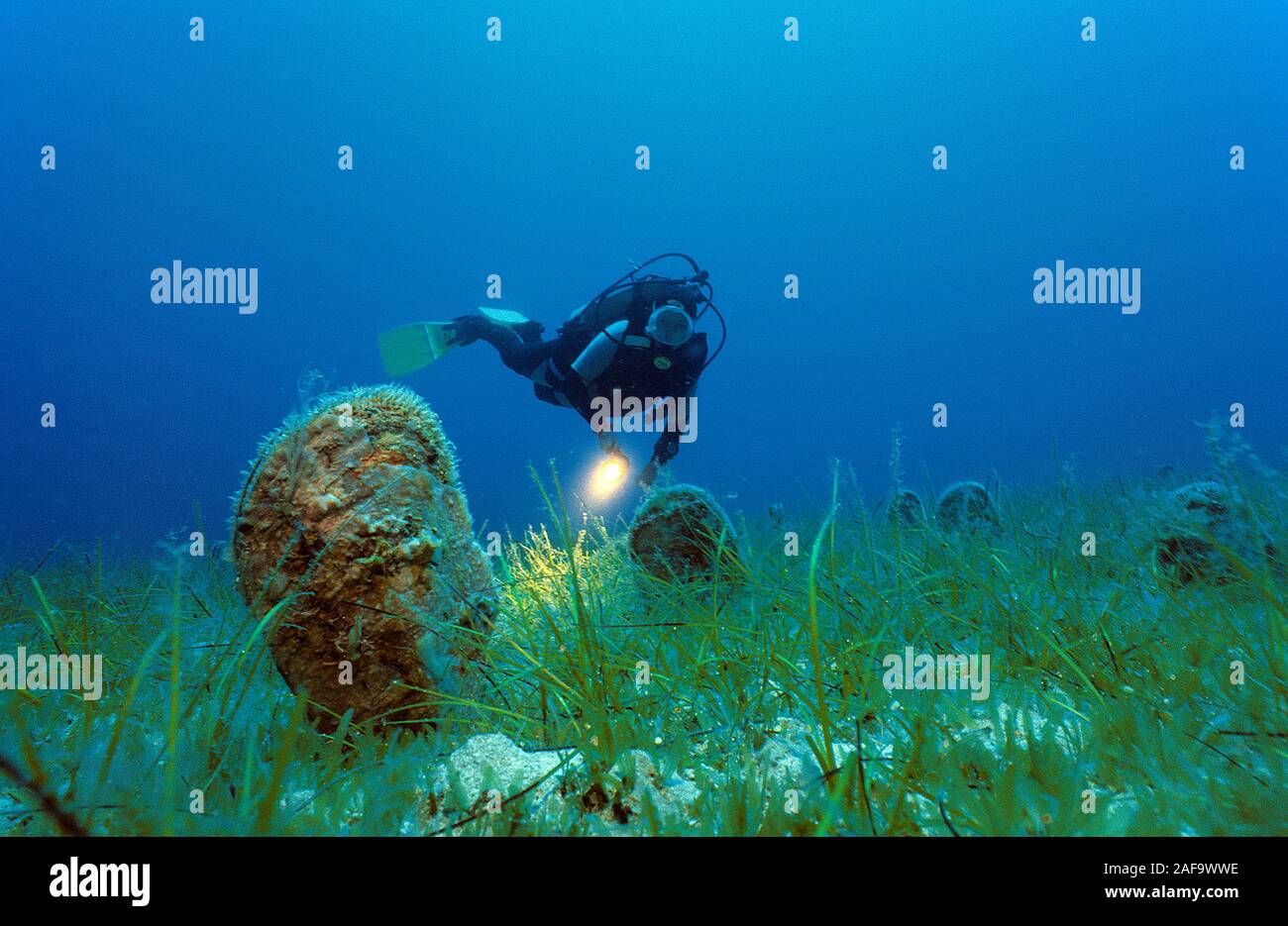 Scuba diver at rare Noble Pen Shells (Pinna nobilis) on a seaweed, Kas ...