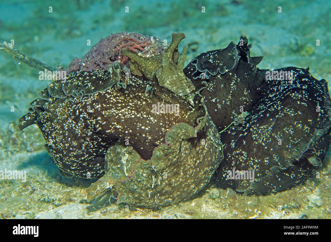 Mottled sea hare or sooty sea hare (Aplysia fasciata), mating, Kas ...