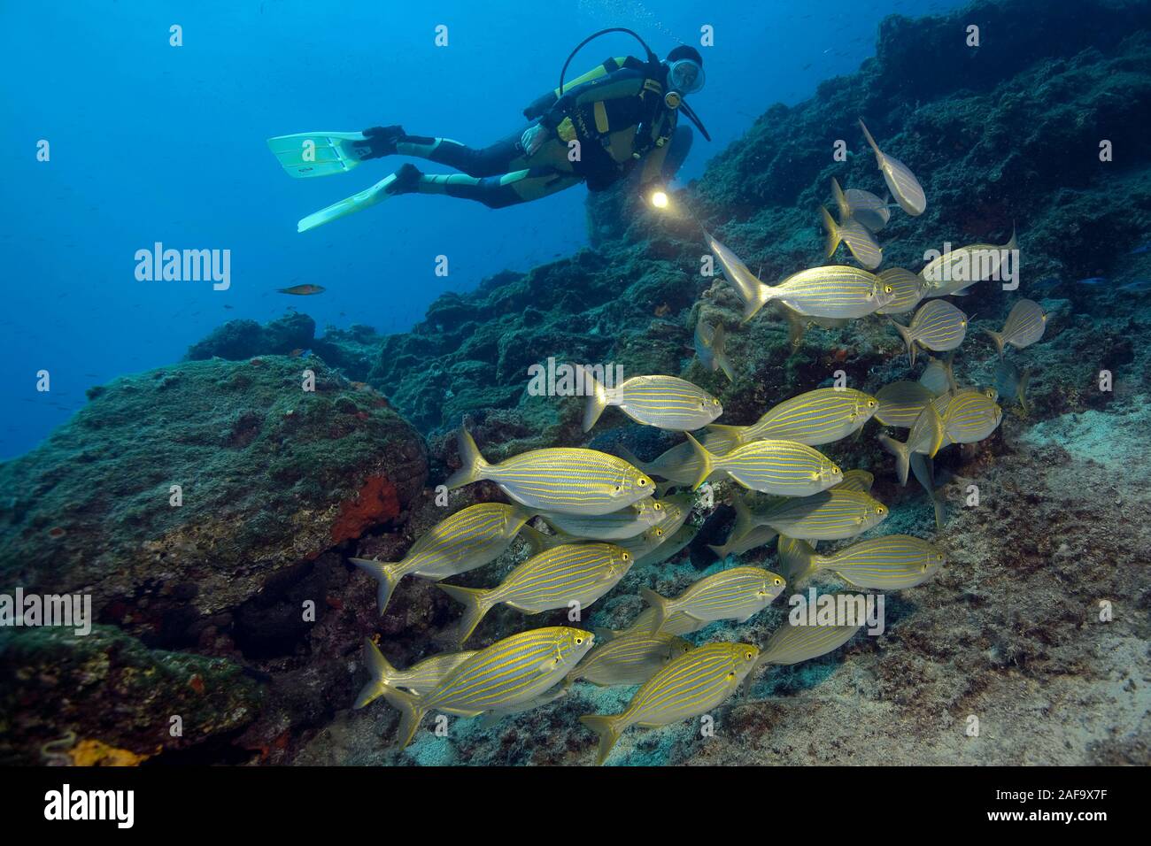 Scuba diver and Cow Breams (Sarpa salpa), Bodrum, Turkey Stock Photo ...