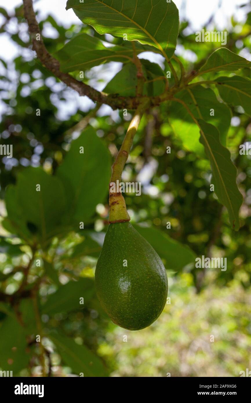 Avocado fruit, Persea americana on the tree Stock Photo - Alamy
