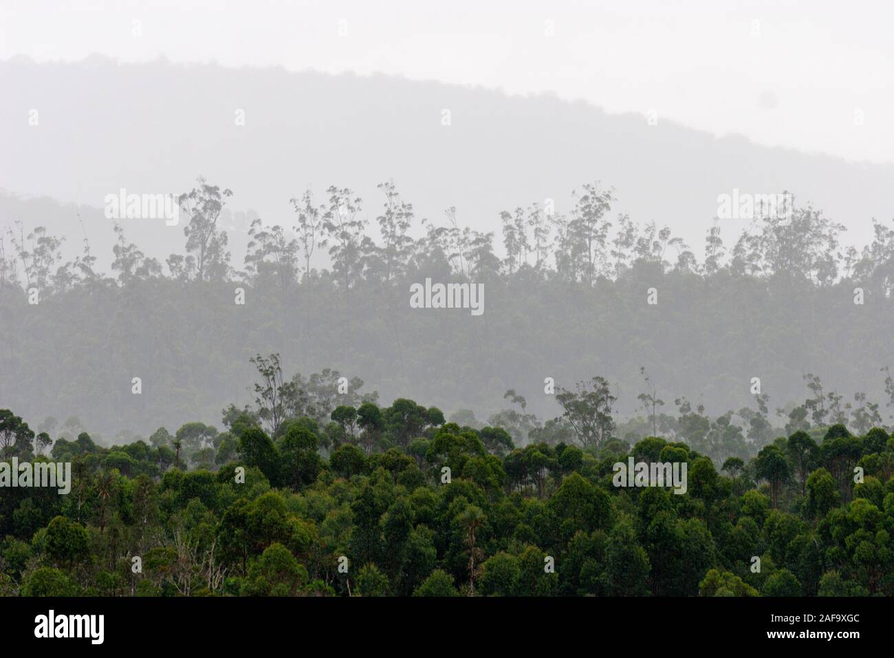 Rainforest around Andasibe in Madagascar Stock Photo - Alamy