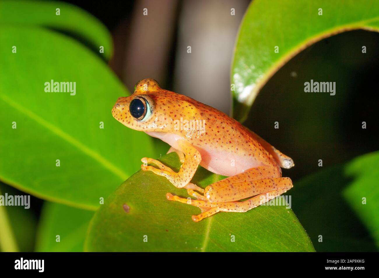 Orange frog from genus Boophis, Andasibe, Madagascar Stock Photo - Alamy