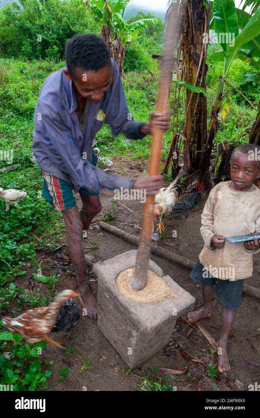 Pestle pounding rice hi-res stock photography and images - Alamy