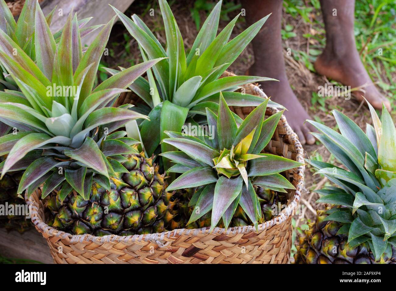 Fresh pineapples in a remote village in rural Madagascar Stock Photo ...