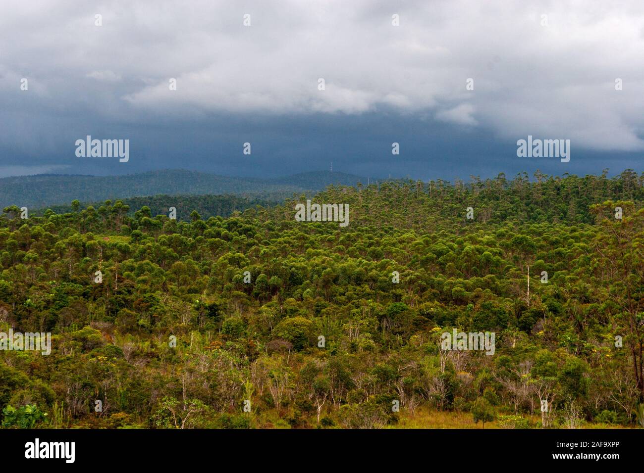 Rainforest in around Andasibe in Madagascar Stock Photo - Alamy