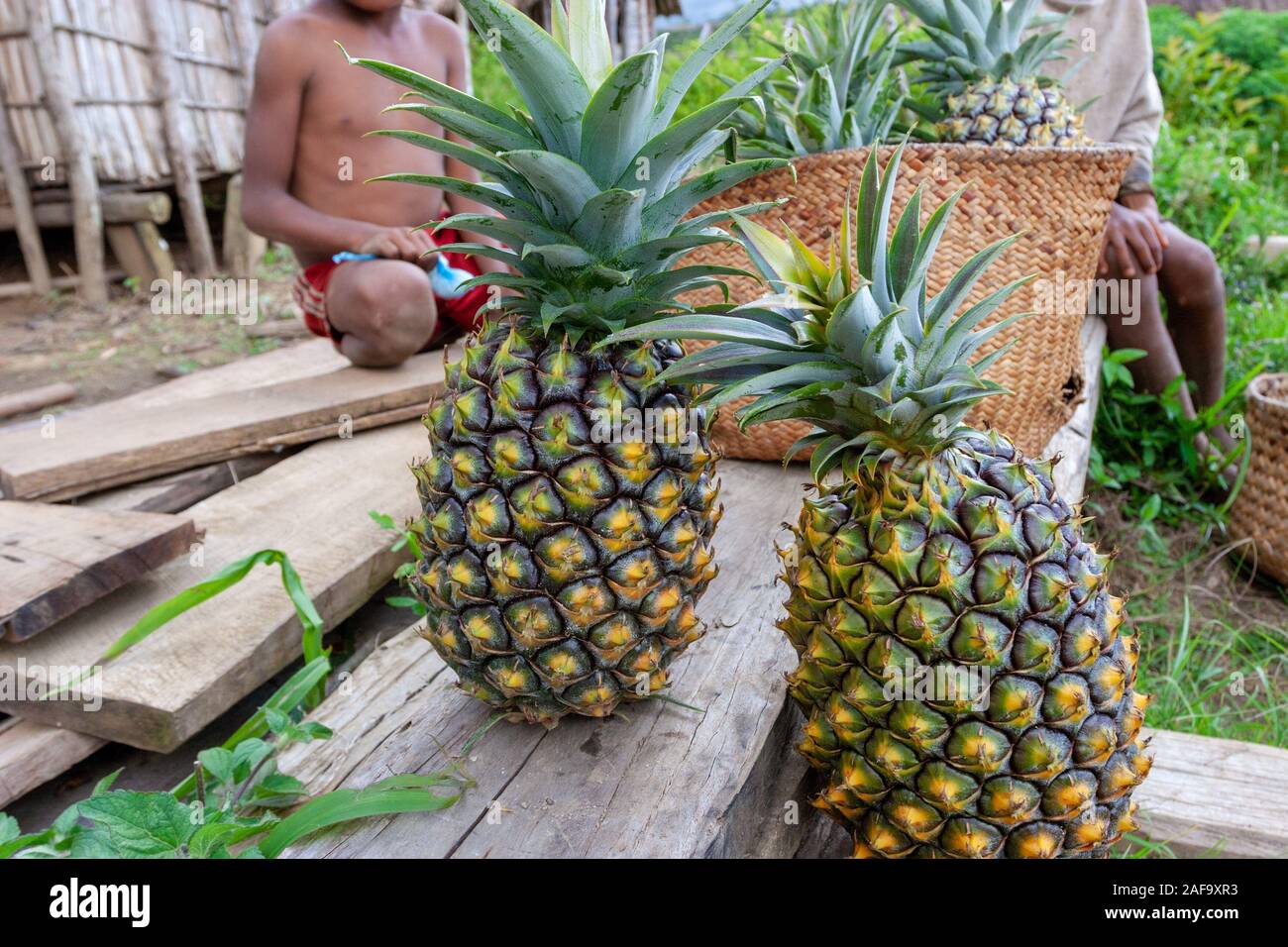 Ananas comosus forest hi-res stock photography and images - Alamy