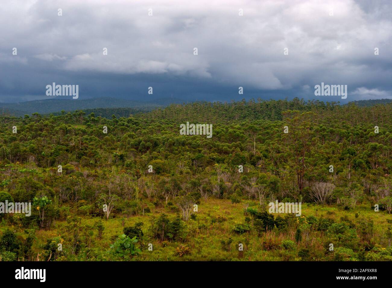 Rainforest in around Andasibe in Madagascar Stock Photo - Alamy