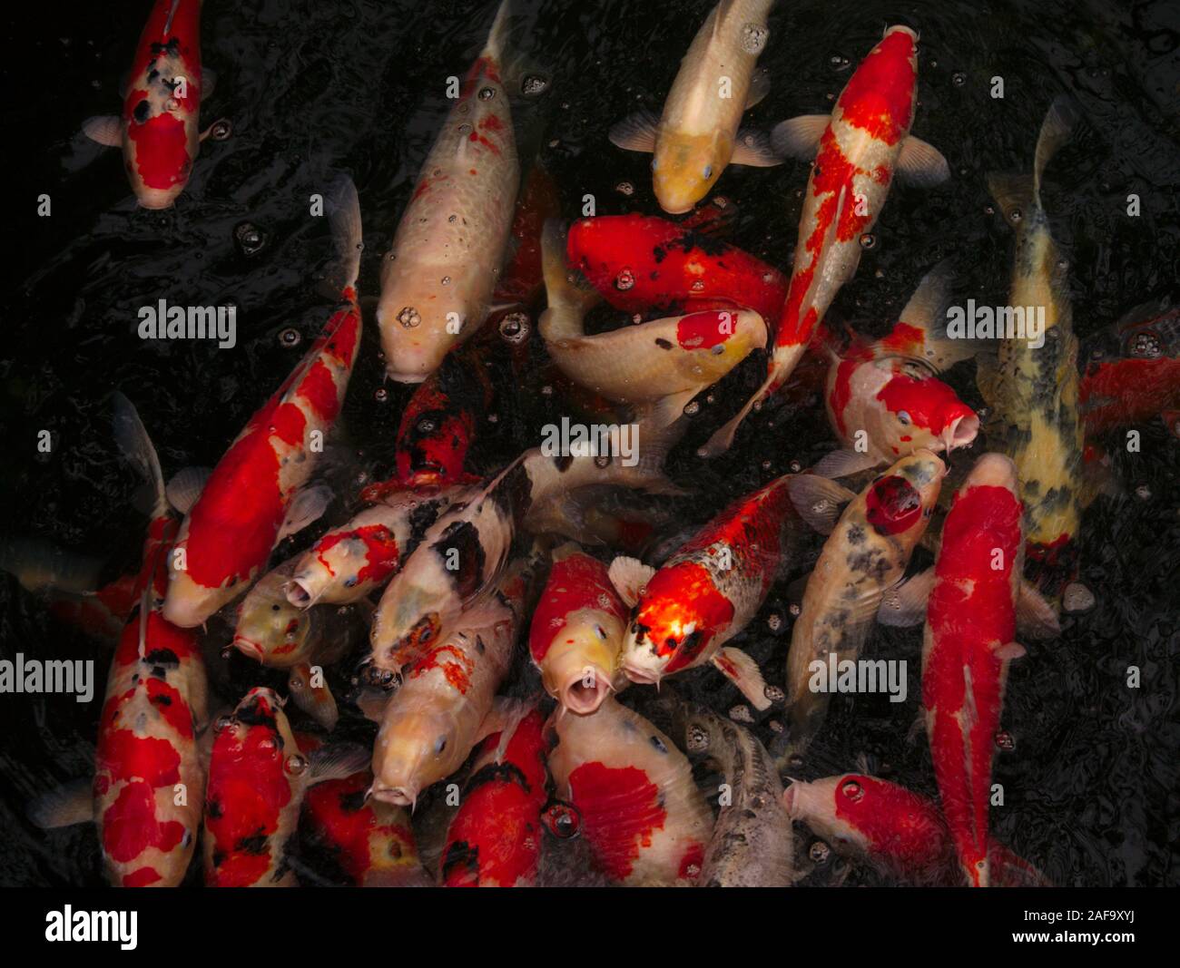 Japanese koi carp hi-res stock photography and images - Alamy