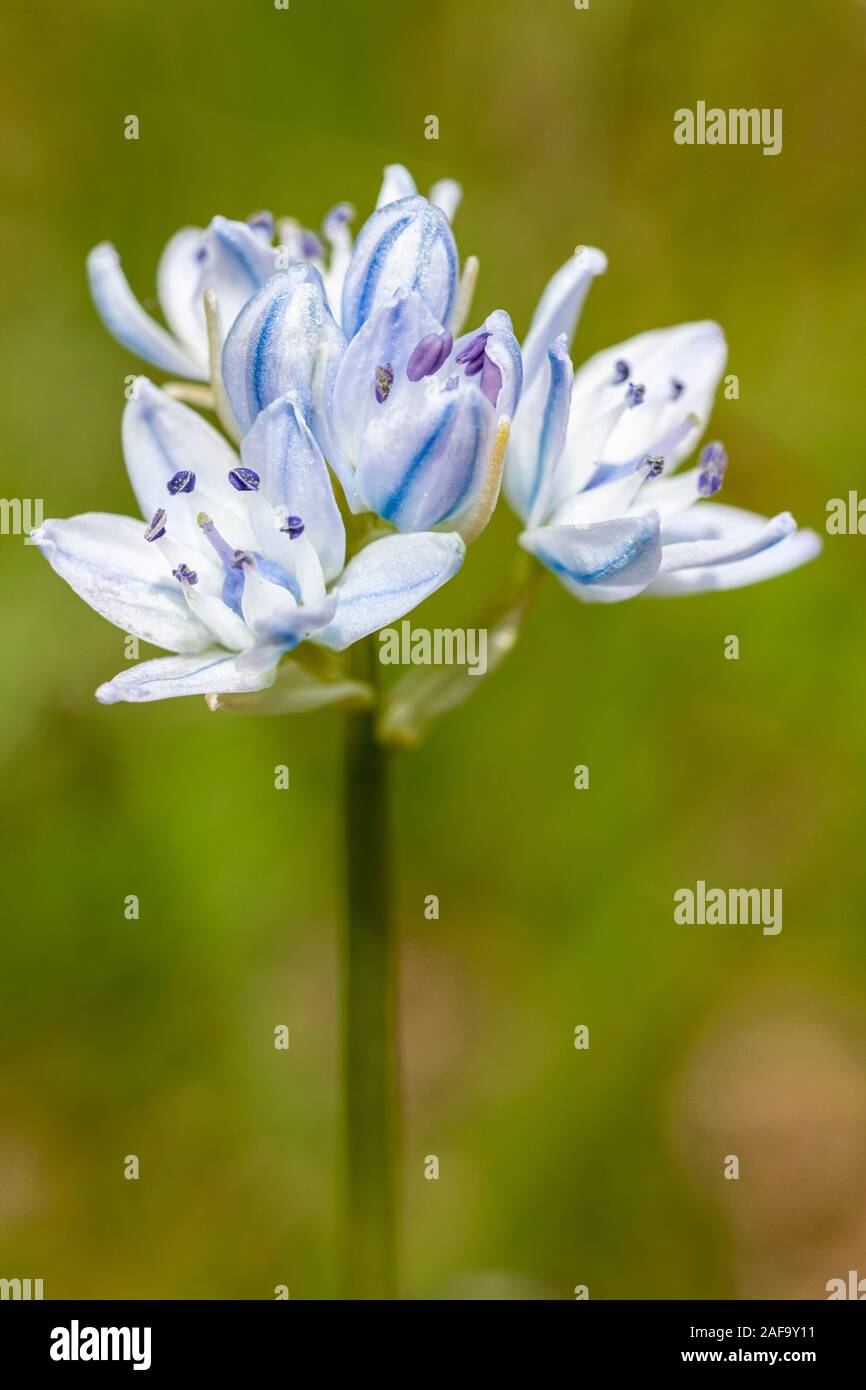 Spring squill - Scilla verna -, Candanchu, Huesca, Spain Stock Photo ...