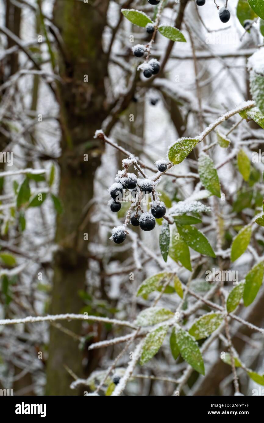 Very cold plan hi-res stock photography and images - Alamy