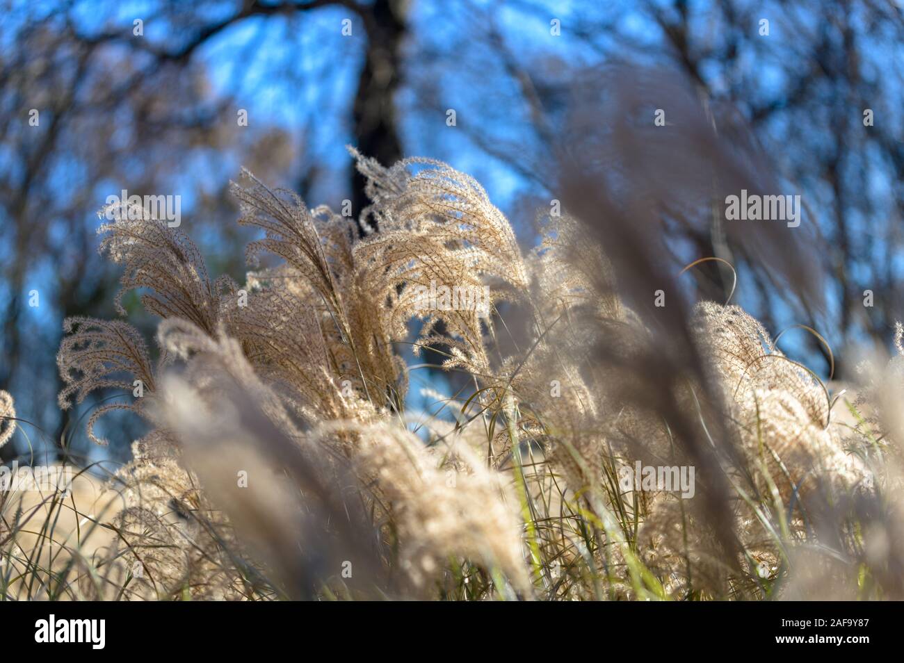 Thin reeds gently swaying in the breeze, on a beautiful autumn day ...