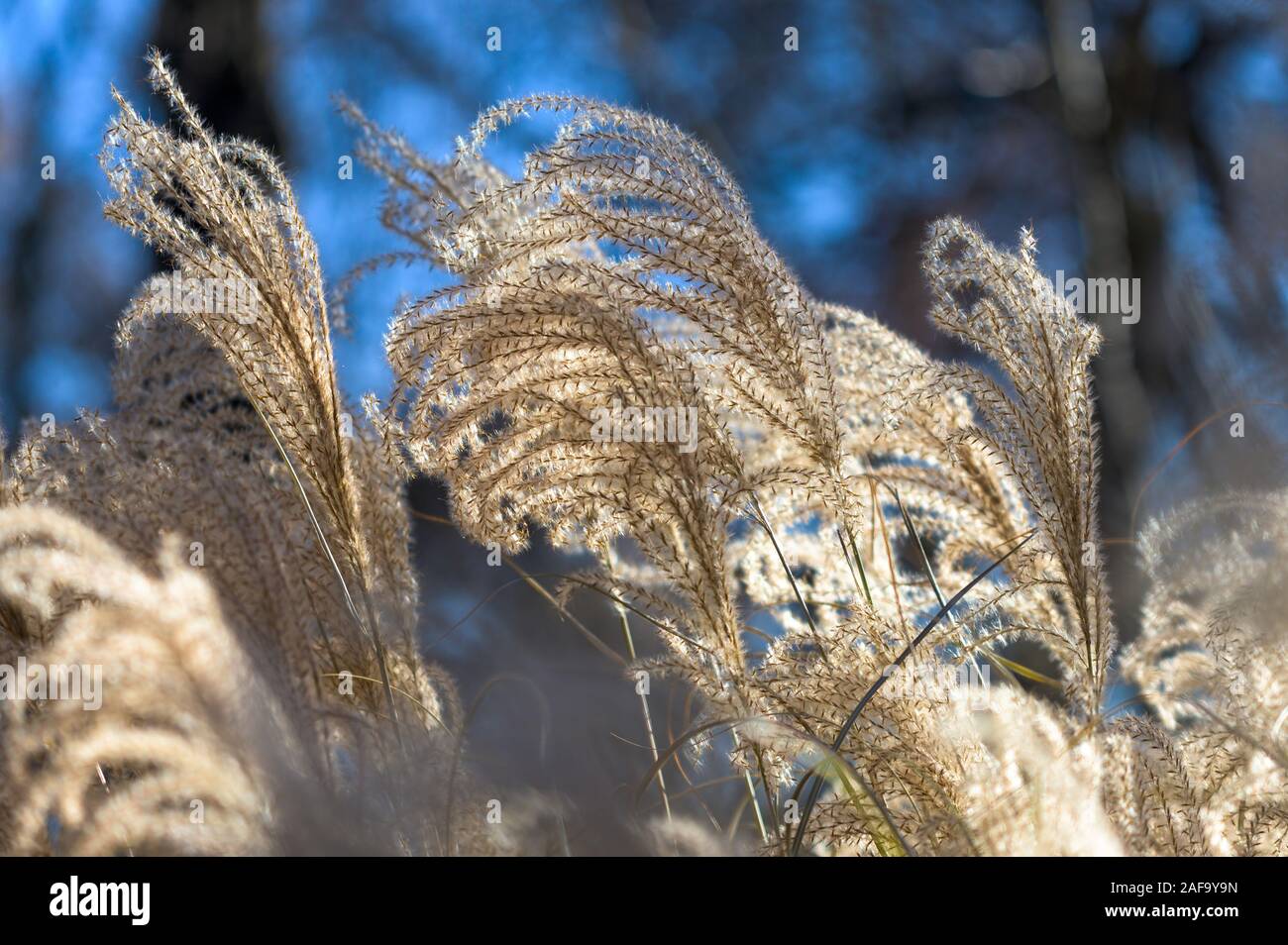Dry reed swaying in wind hi-res stock photography and images - Alamy