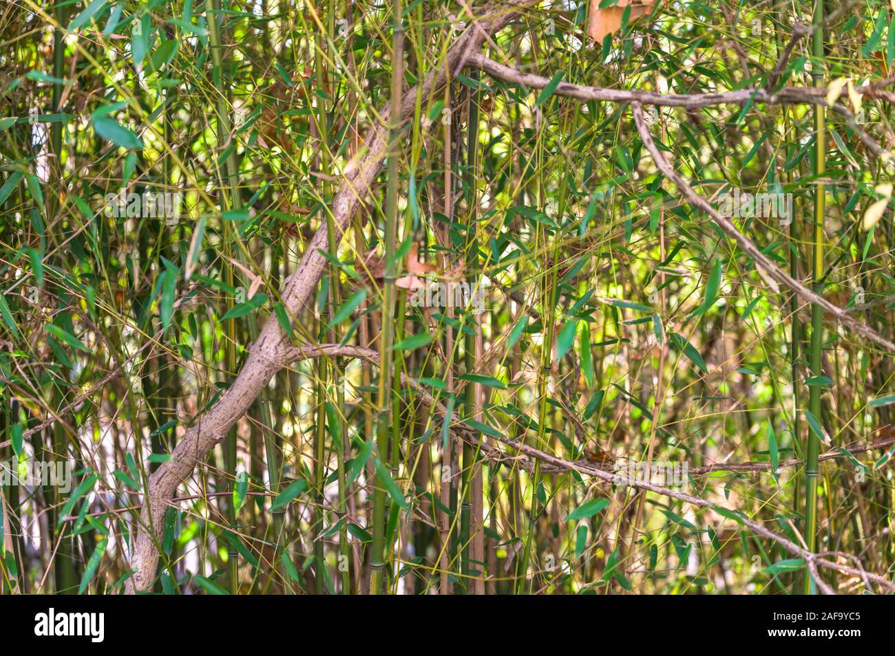 Dense thicket of green leaves twigs branches and bamboo Stock Photo - Alamy
