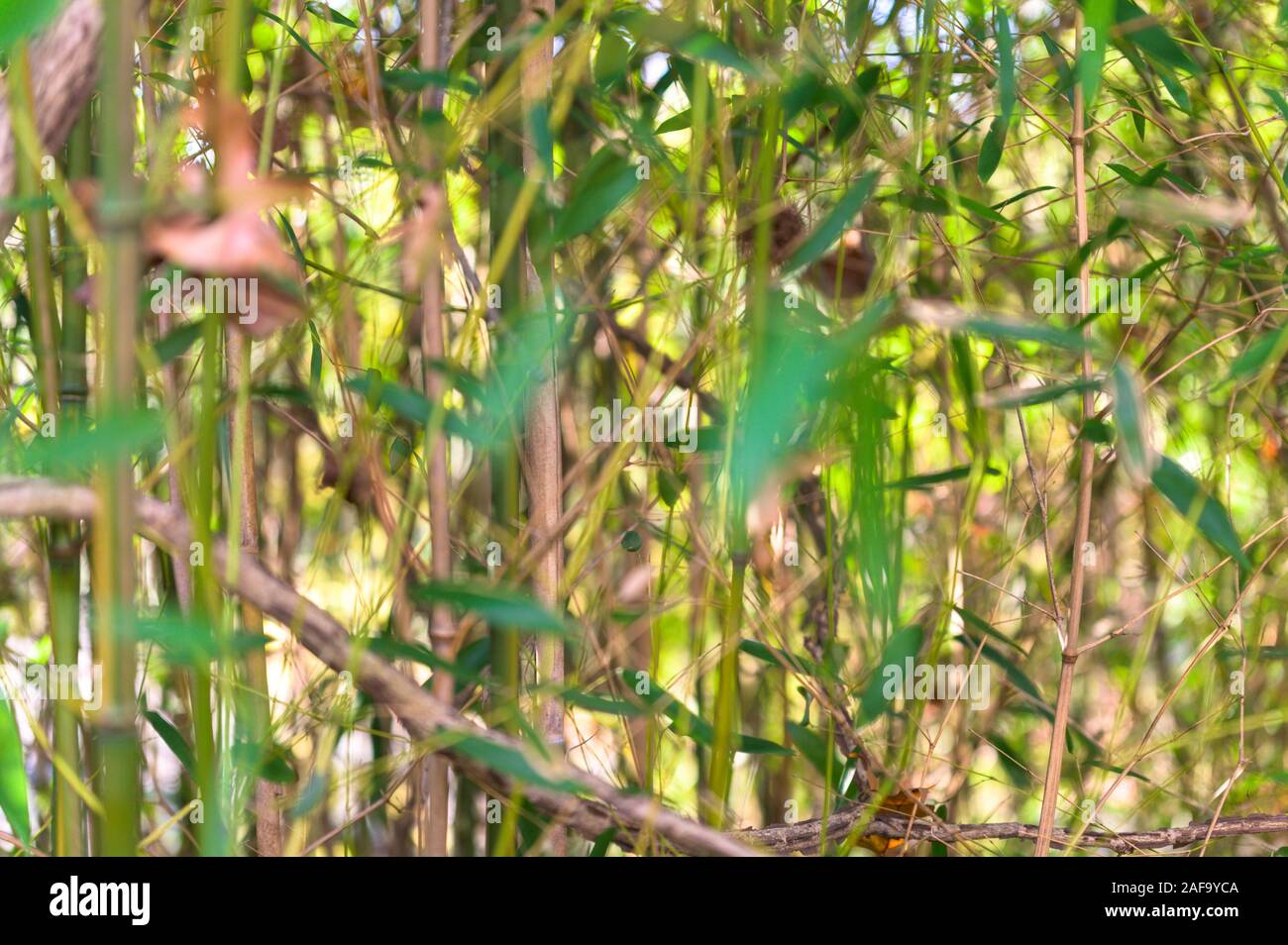Dense thickets of bamboo hi-res stock photography and images - Alamy
