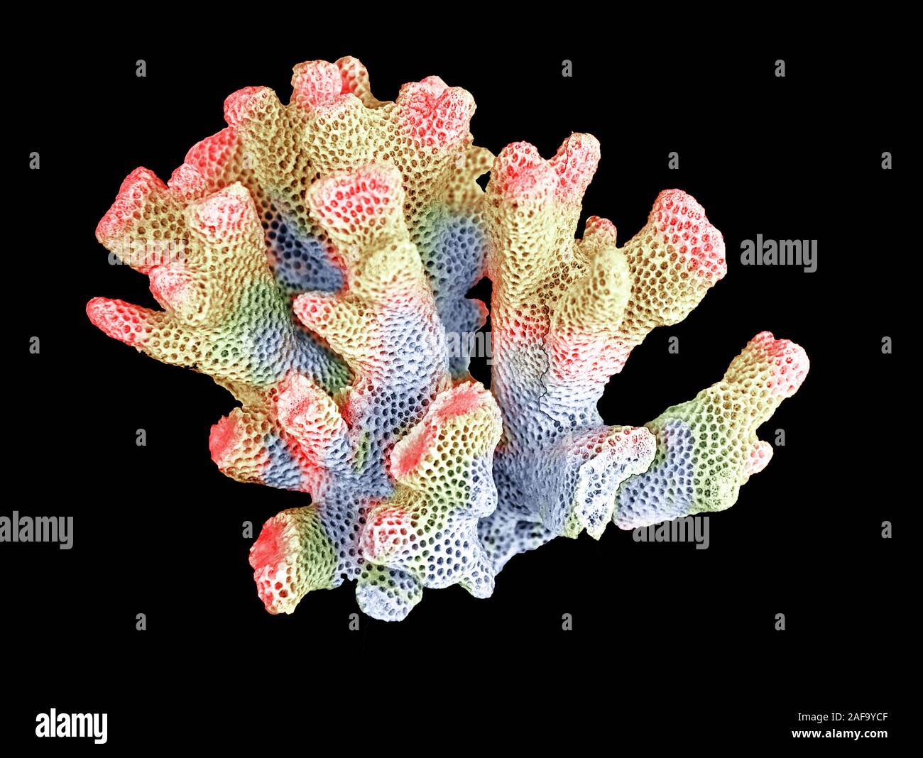 coral isolated on white background Stock Photo - Alamy