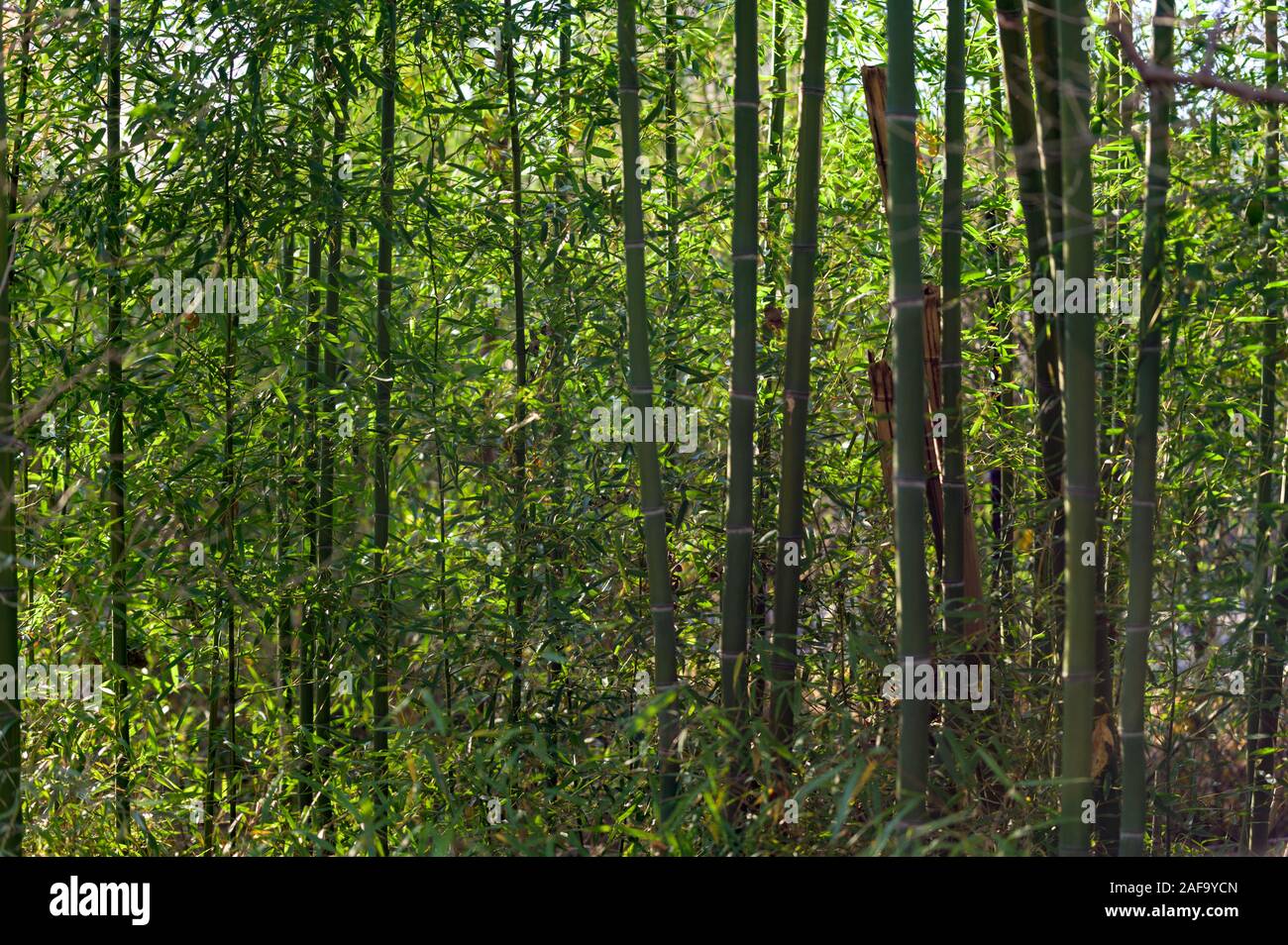 Dense Wood High Resolution Stock Photography and Images - Alamy