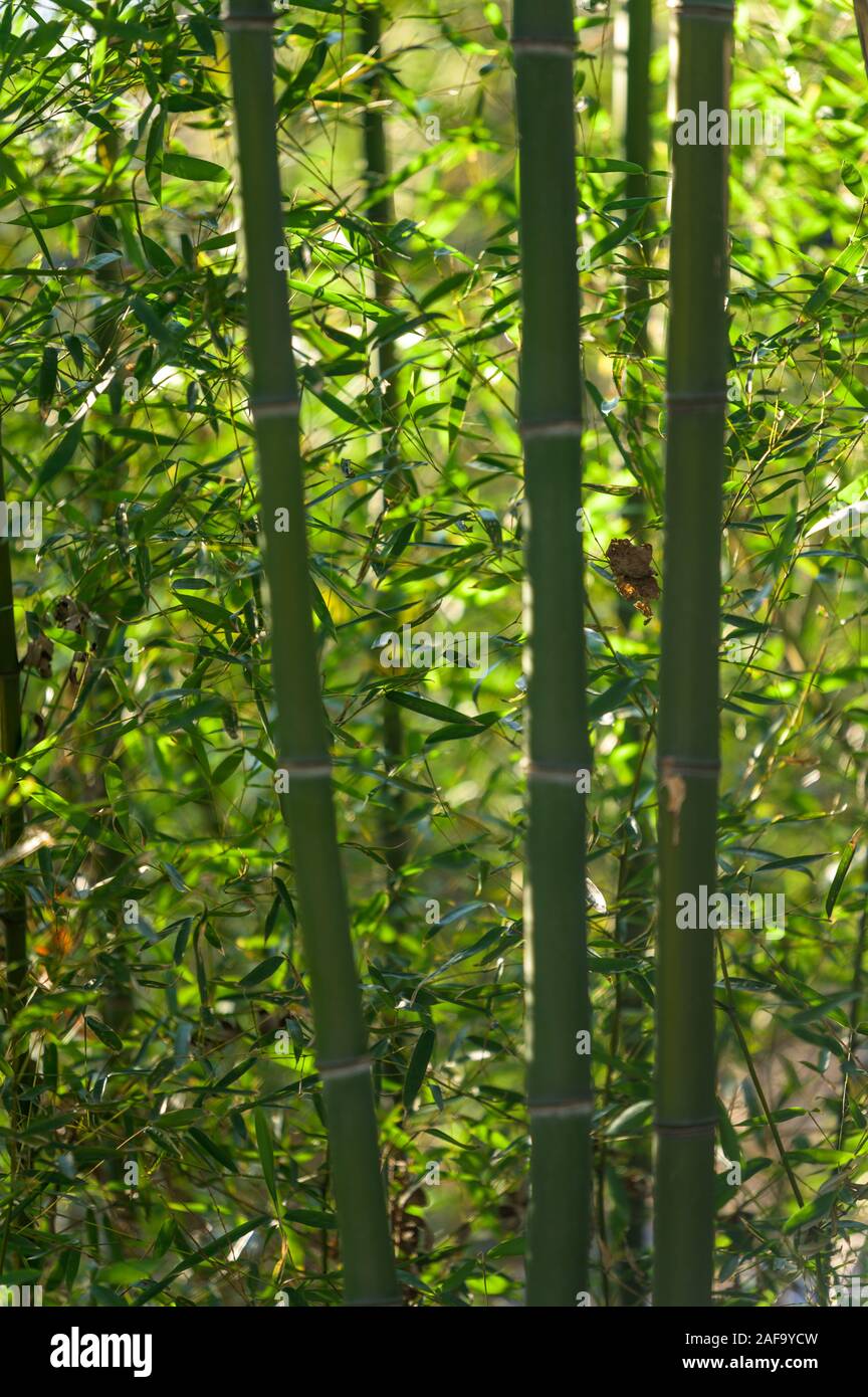 A dense thicket of very tall, green bamboo Stock Photo - Alamy