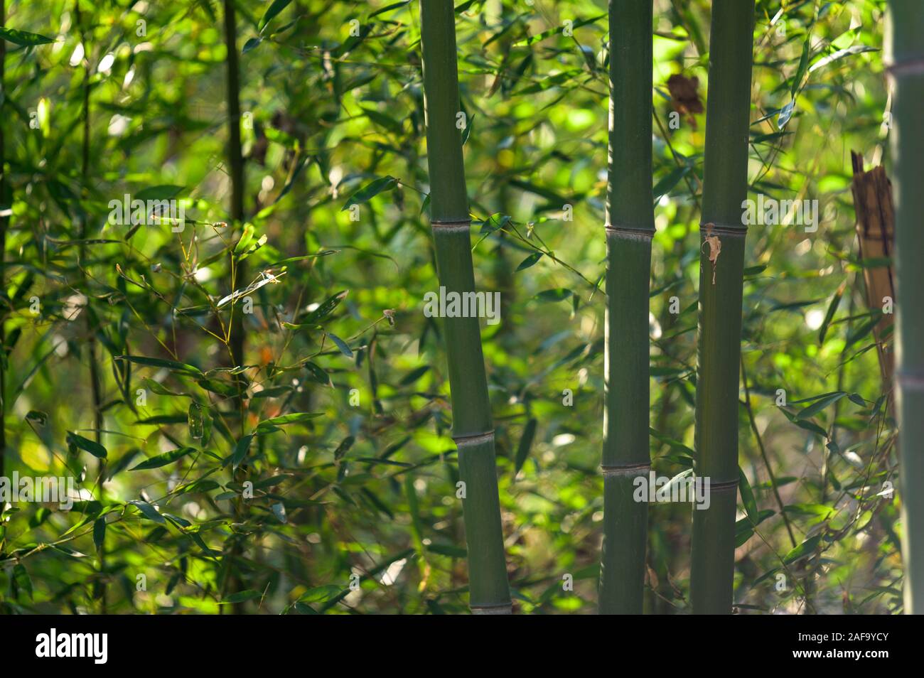 A dense thicket of very tall, green bamboo Stock Photo - Alamy