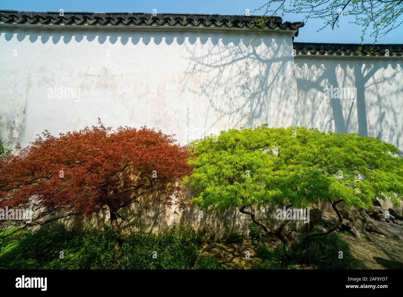 Green and red Marple trees next to each other in front of a white ...