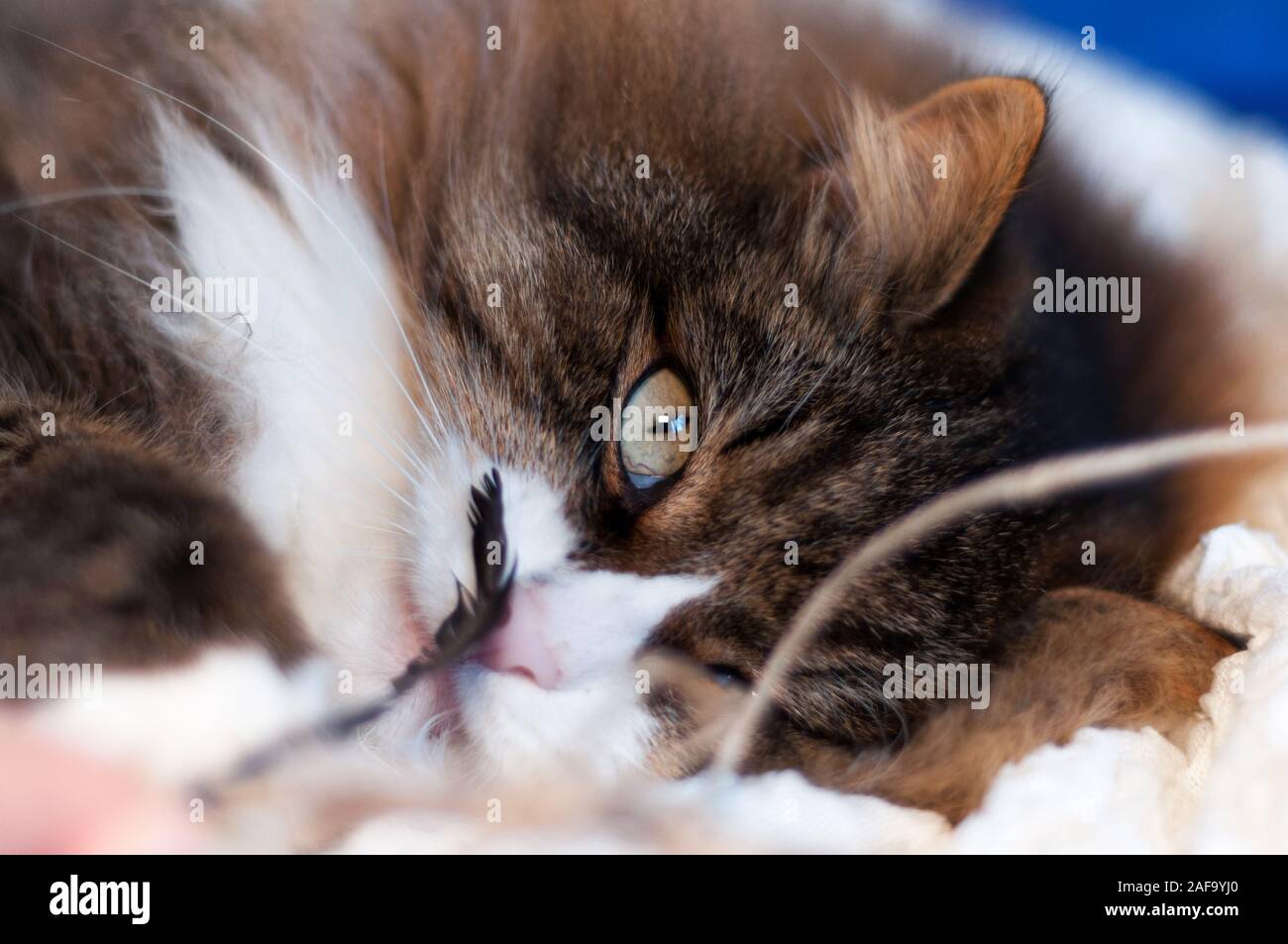 Pouncing cat hi-res stock photography and images - Alamy