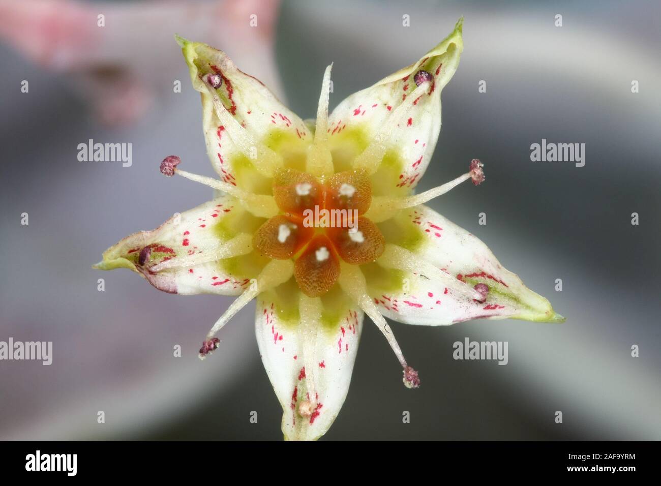 Close up shot of a flower of the Ghost plant at Taipei, Taiwan Stock ...