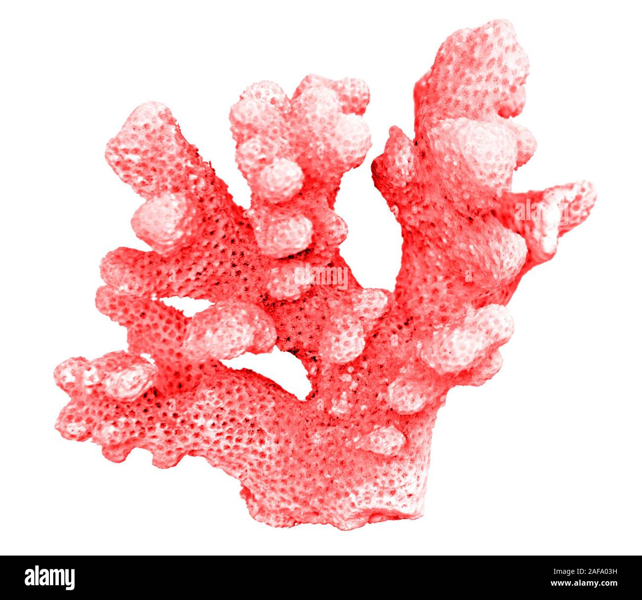 coral isolated on white background Stock Photo - Alamy