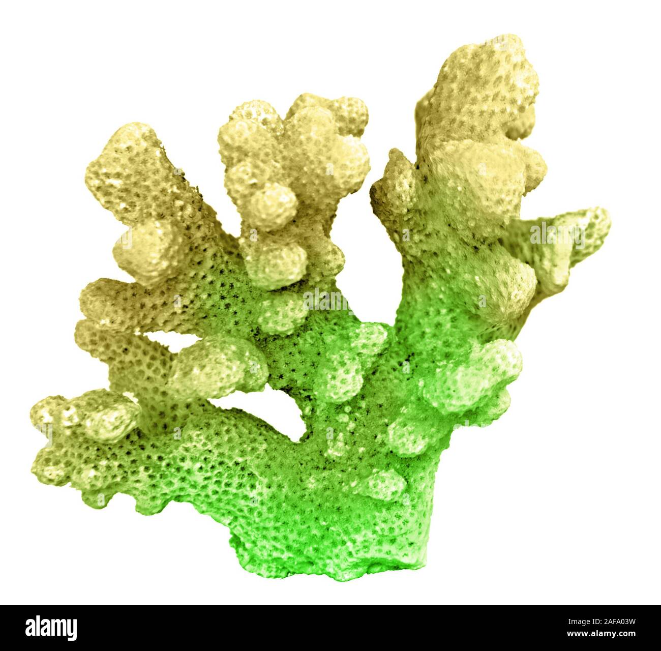 coral isolated on white background Stock Photo - Alamy