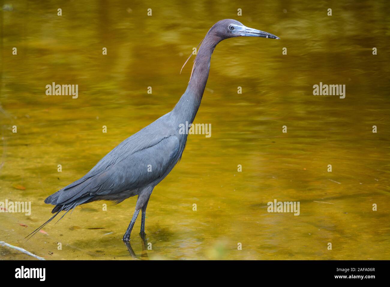 Little Blue Heron (Egretta Caerulea), Indian River County, Florida USA ...