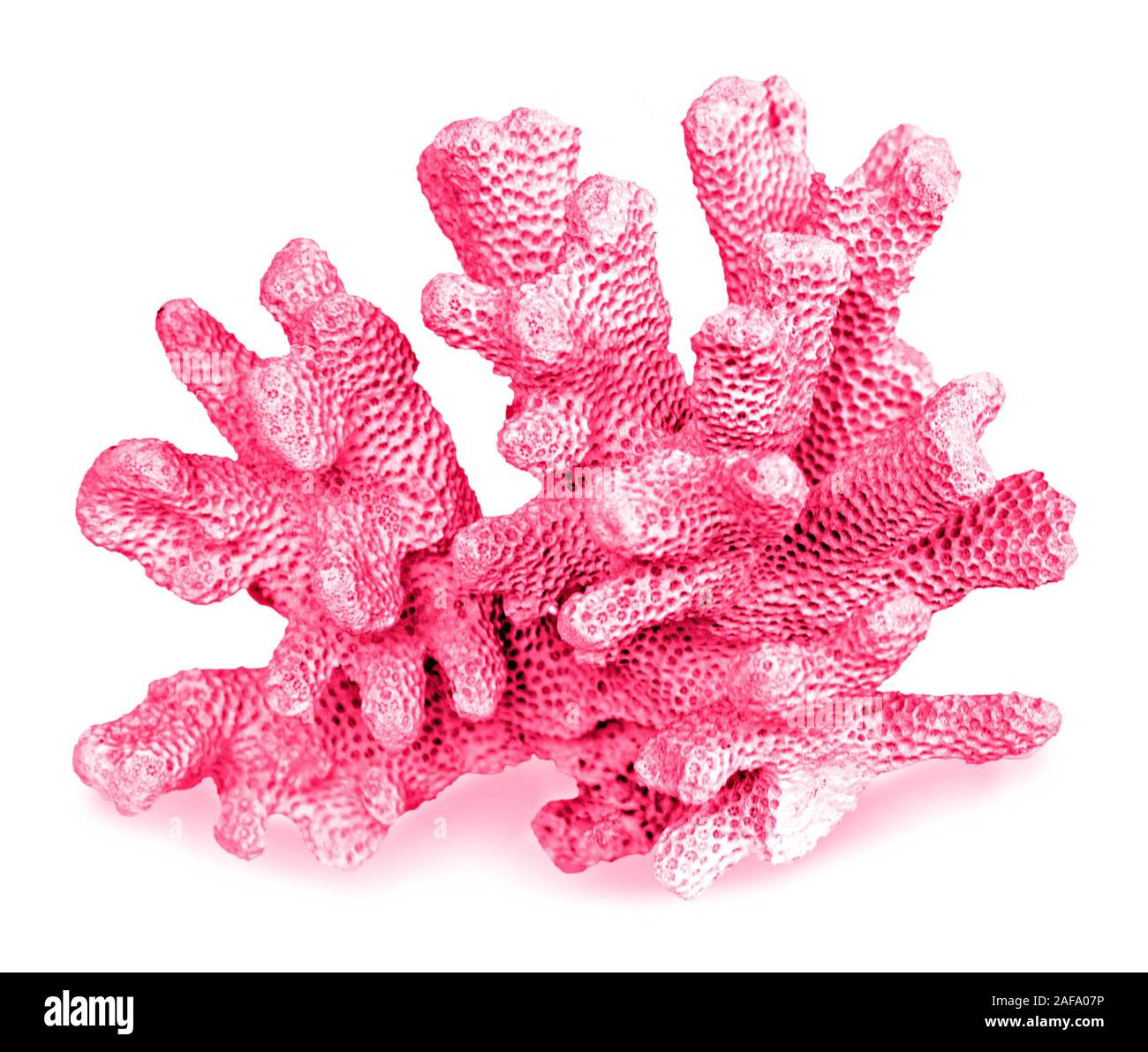 coral isolated on white background Stock Photo - Alamy