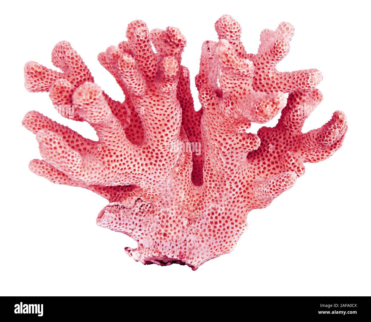 coral isolated on white background Stock Photo - Alamy
