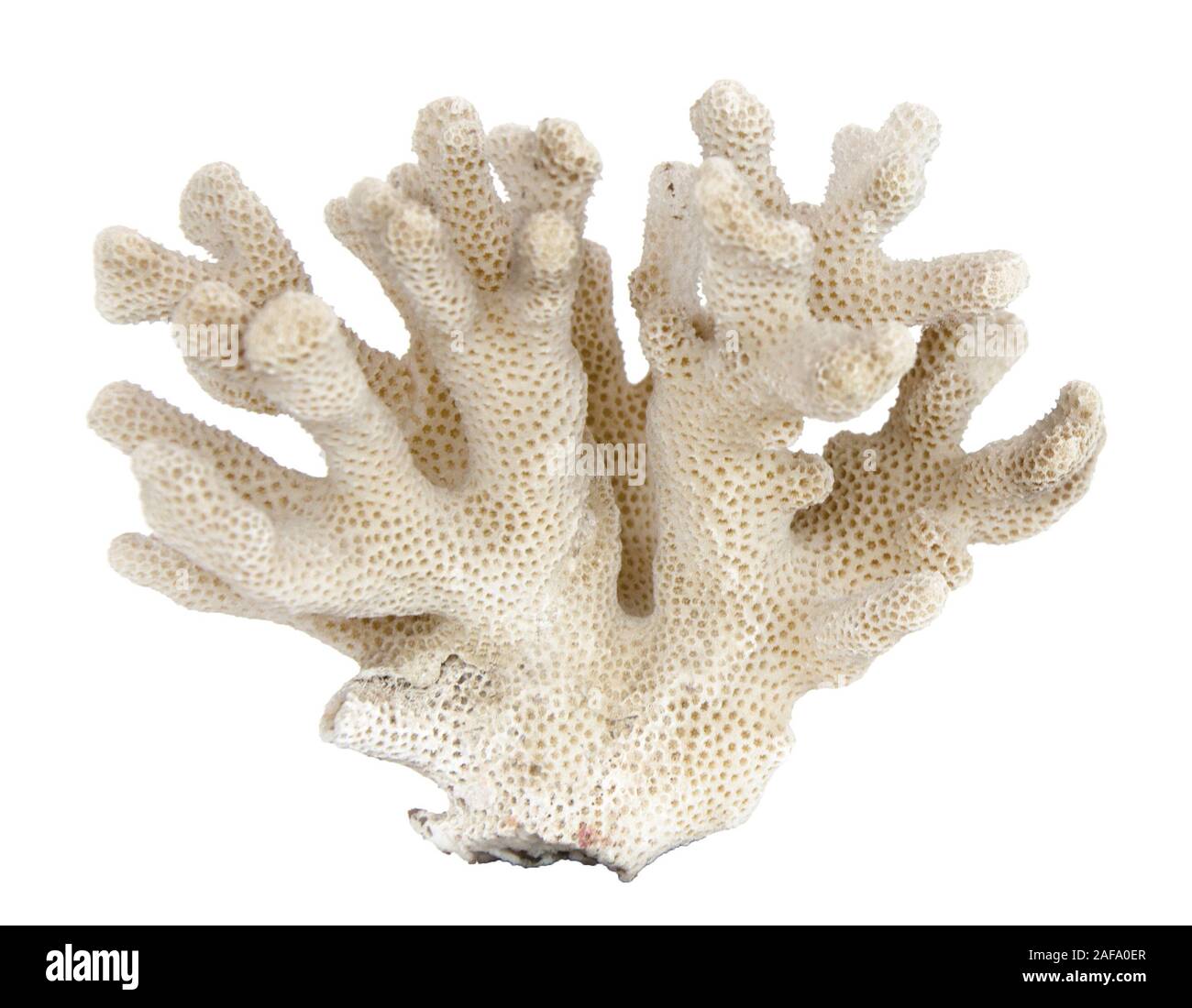 coral isolated on white background Stock Photo - Alamy