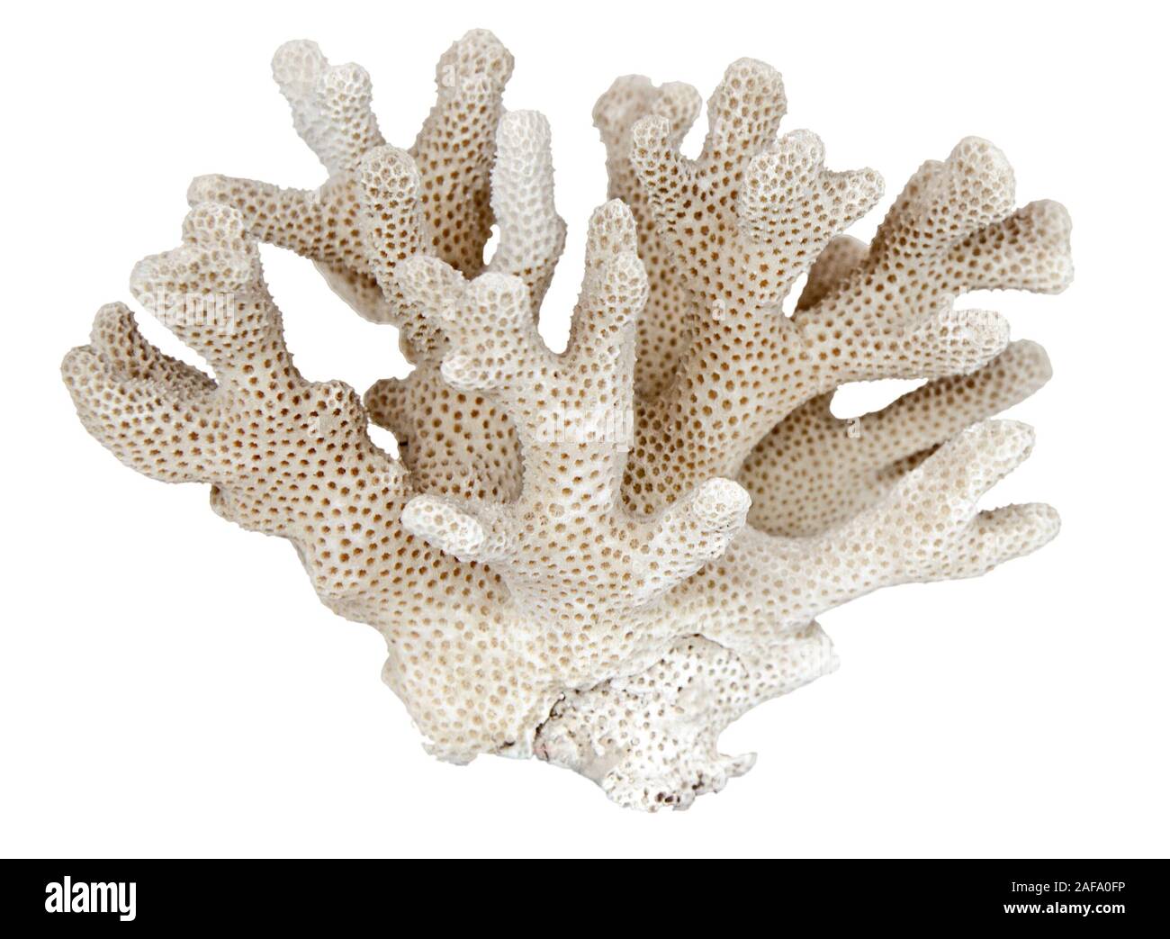 coral isolated on white background Stock Photo - Alamy